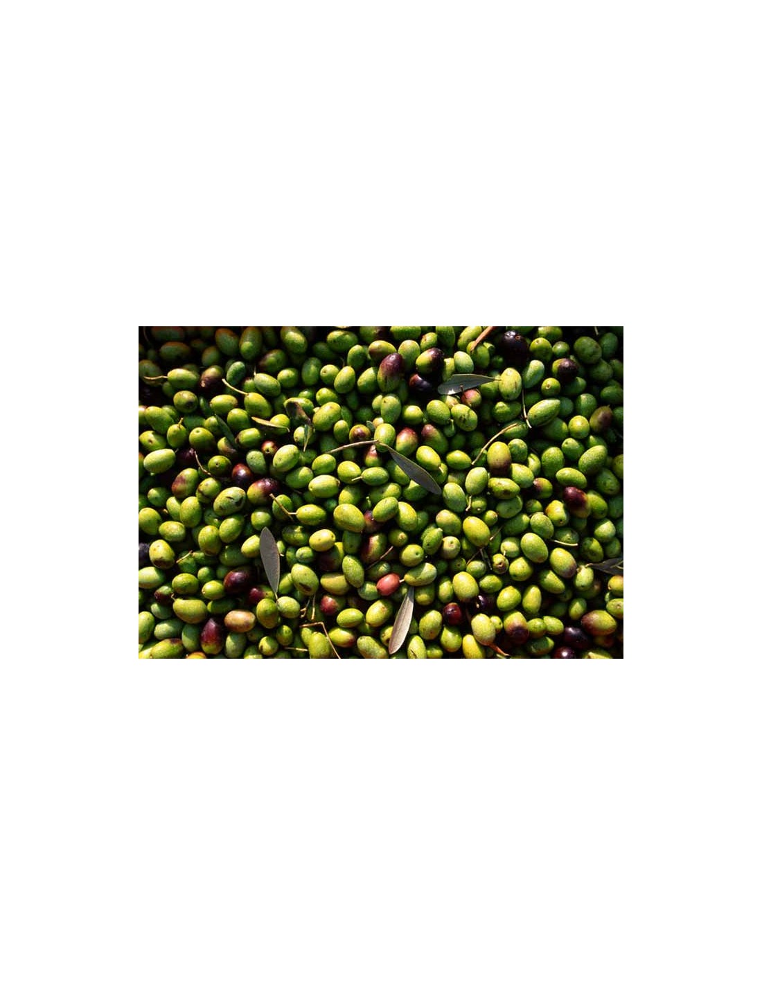 Online Sale of Olive Plants | Mondo Piante