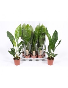 Vendita Online Piante Da Interno | Mondo Piante