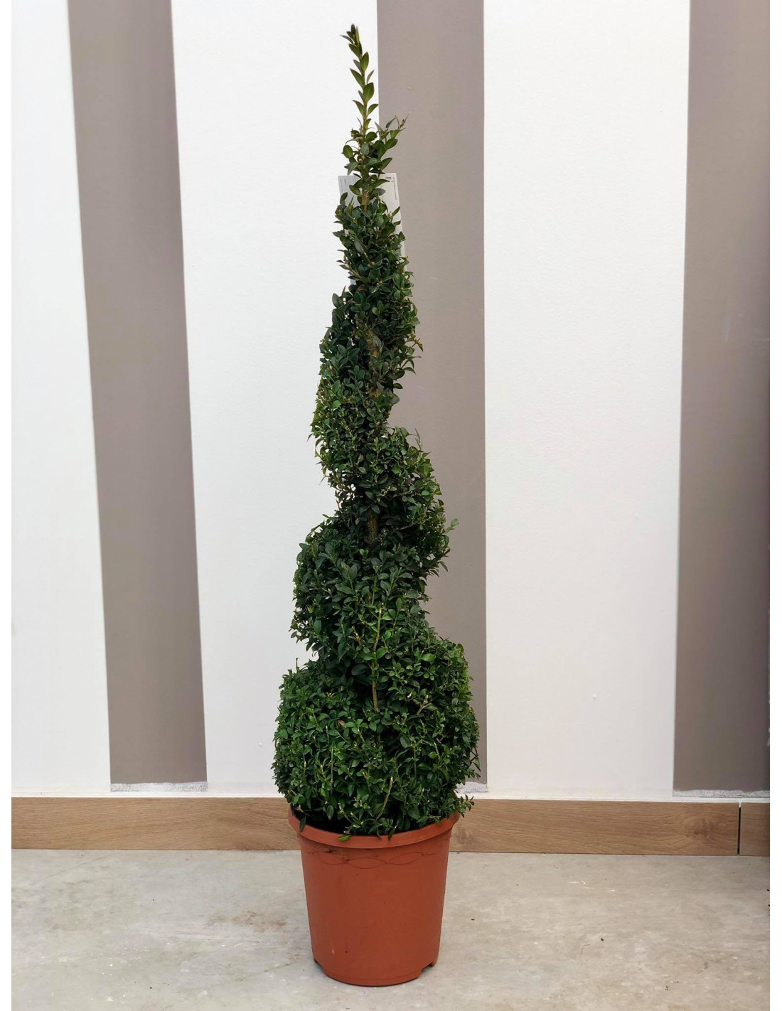 Pianta Buxus special-Vendita Piante Da Cespuglio Online |Mondo Piante