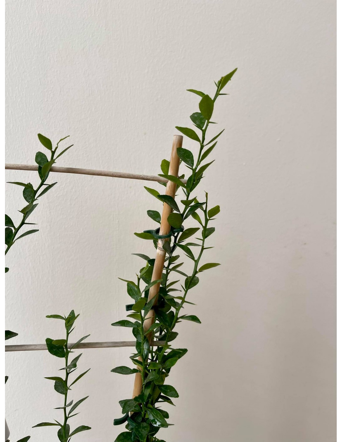 Sale Lemon Tree Caviar - Citrus Trees| Mondo Piante