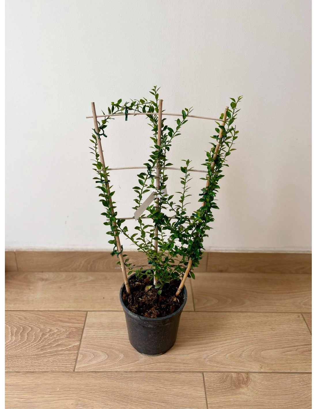 Sale Lemon Tree Caviar - Citrus Trees| Mondo Piante