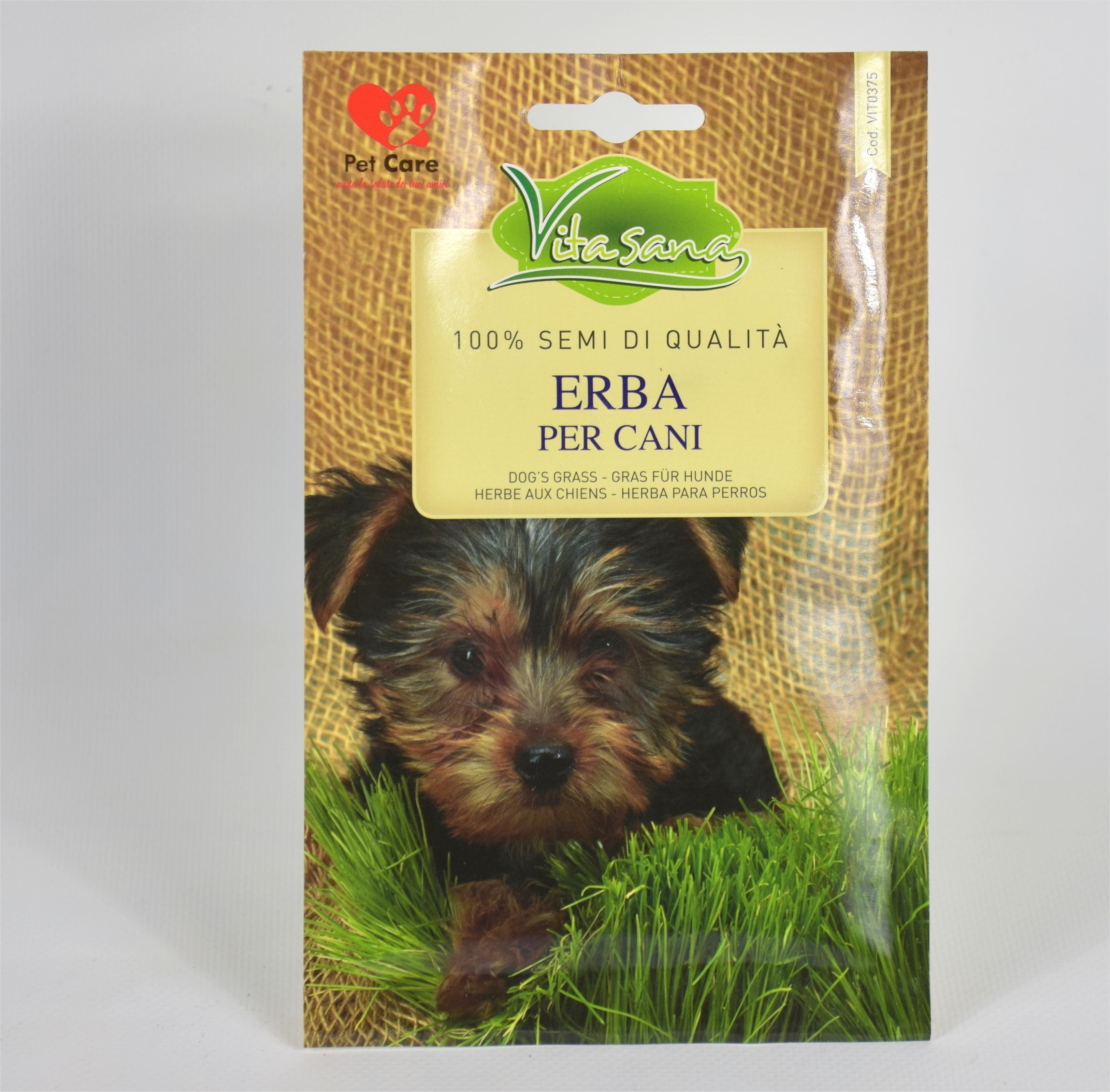 Pianta Di Erba Canina Erba Canina, Festuca Alta O Qualcos'altro? (MN)