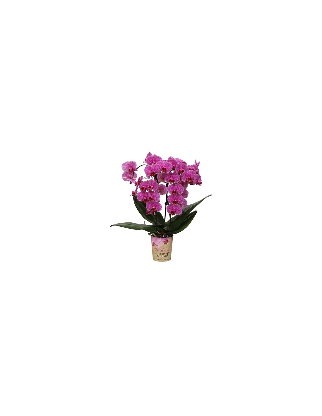 Vendita Online Piante Di Orchidea | Mondo Piante