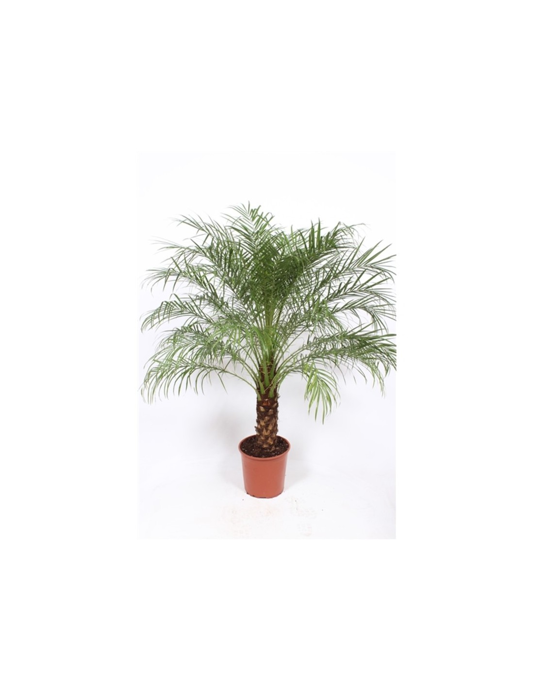 Vendita Pianta Phoenix Roebelenii-Palmizi online|Mondo Piante