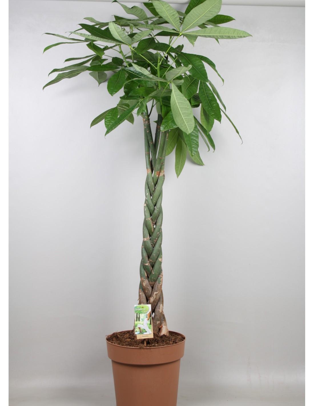 Vendita Pianta Pachira aquatica-Piante Verdi|Vivaio Mondo Piante