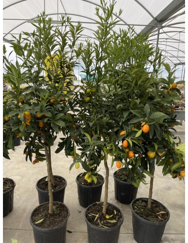 Selling Chinese Mandarin Tree - Citrus Trees