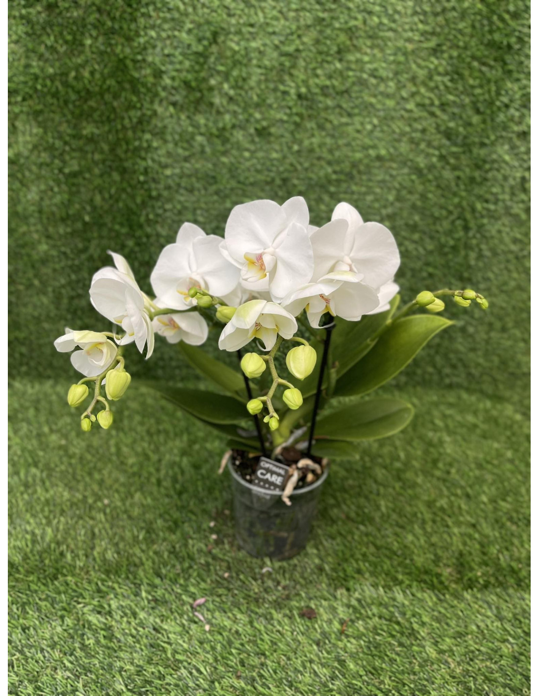 Vendita Online Piante Di Orchidea | Mondo Piante