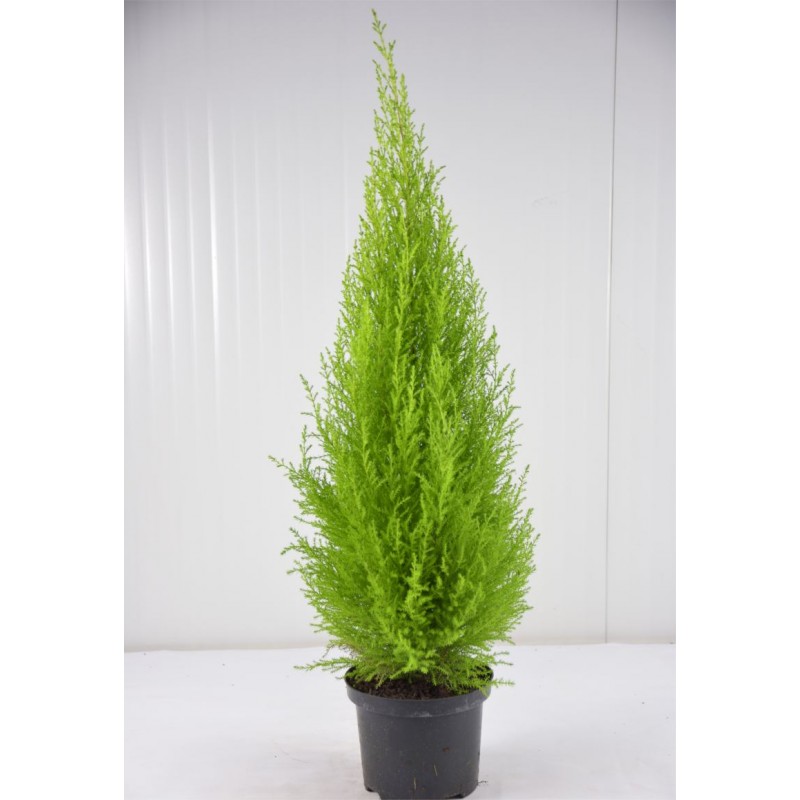 Sale Cupressus Plant - Hedge Plants Online | Mondo Piante
