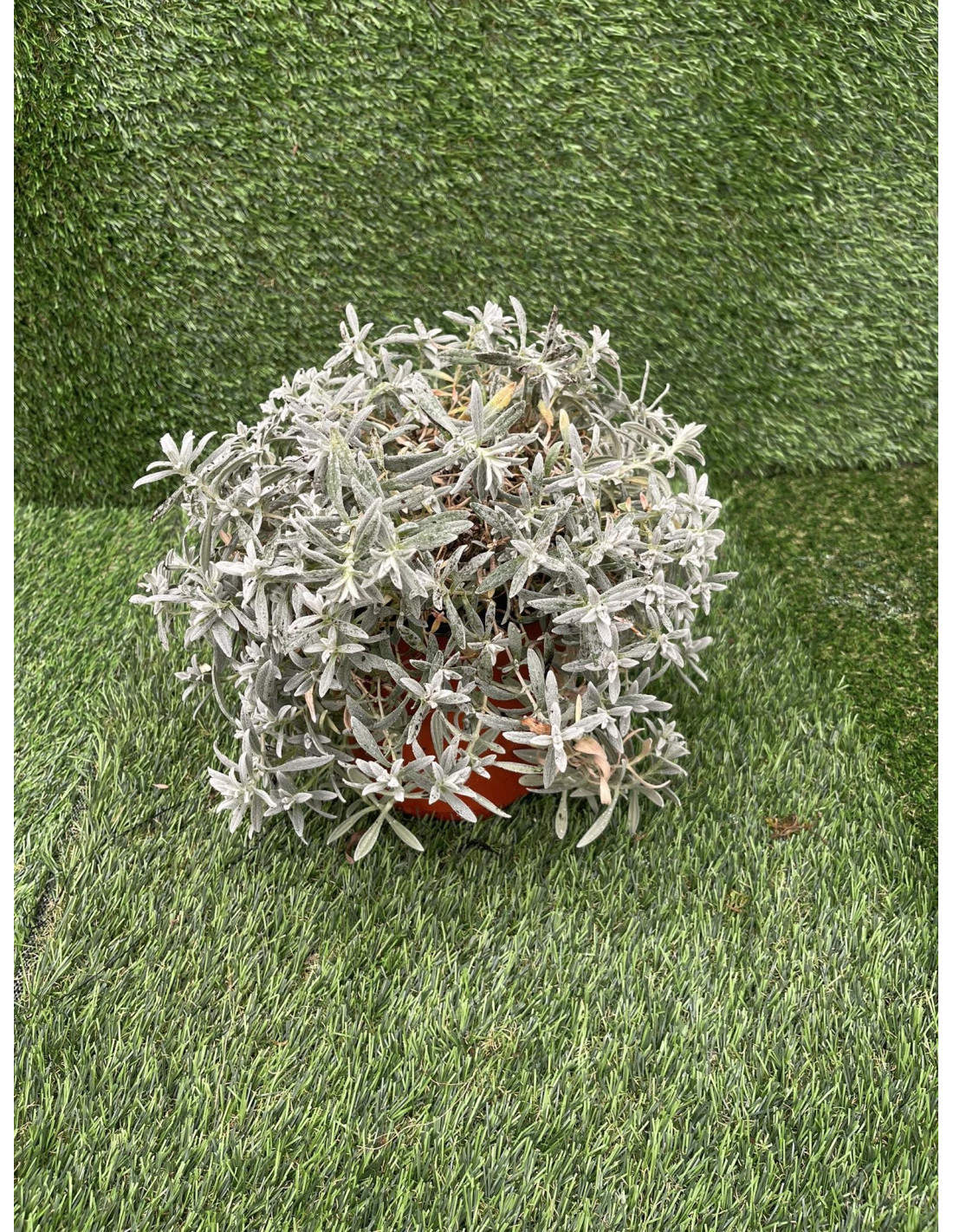 Vendita Pianta Cerastium Tomentosum - Piante Da Cespuglio| Mondo Piante