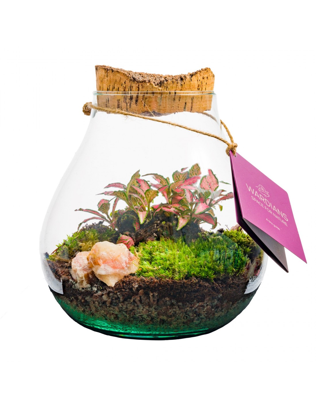 Vendita Online Terrarium | Mondo Piante