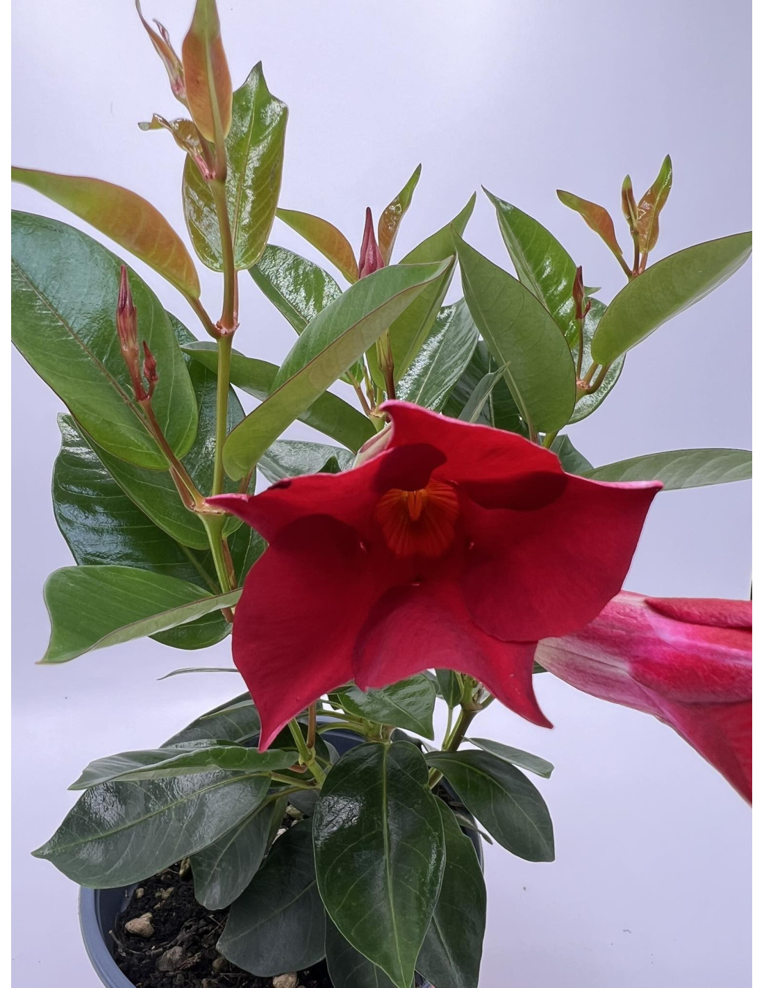 Pianta di Dipladenia Fiorita Vaso 14cm | Mondo Piante