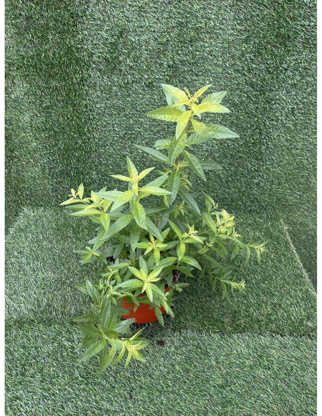 Pianta Citronella - Vendita Piante Aromatiche | Vivaio Mondo Piante