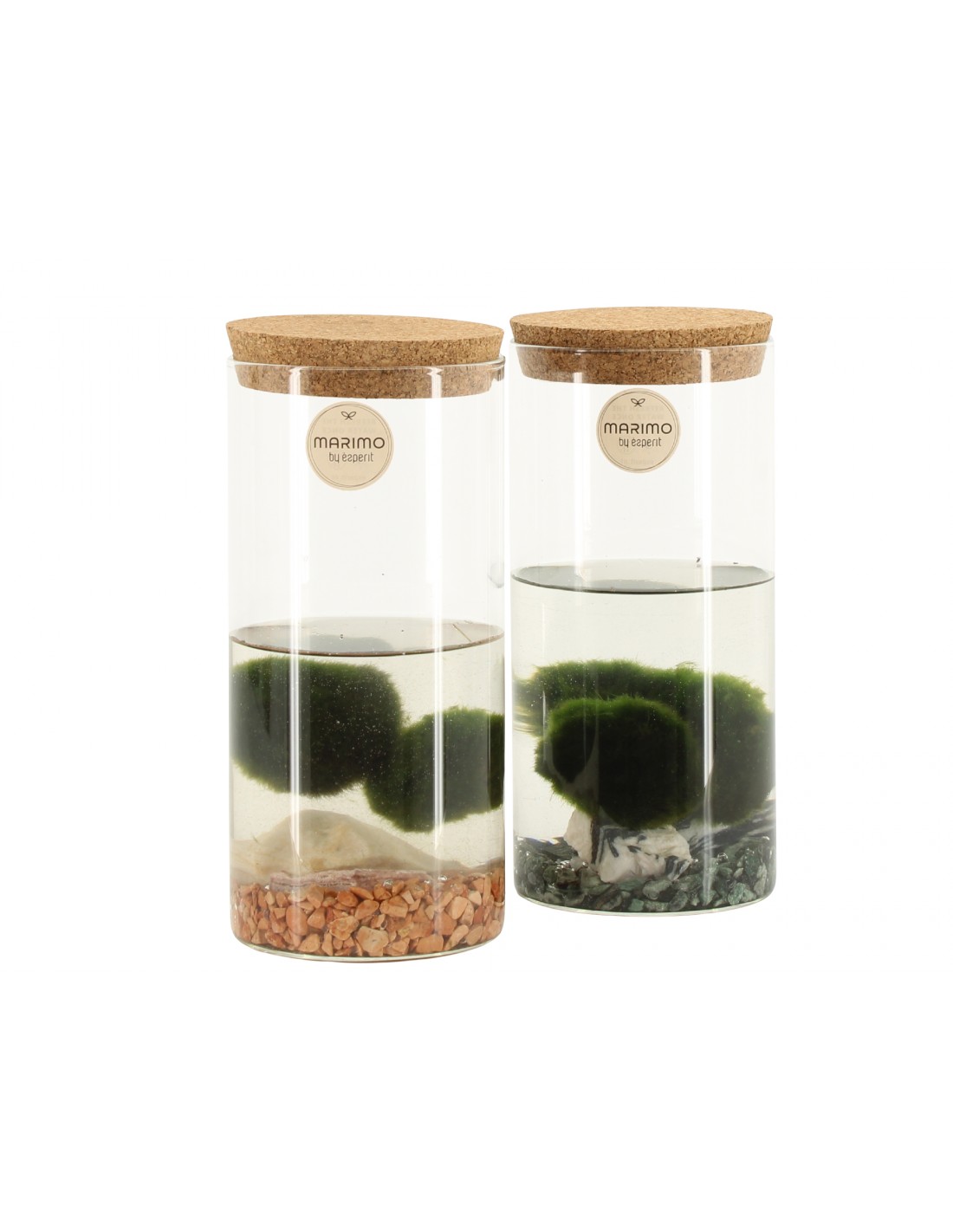 Vendita Online Terrarium | Mondo Piante