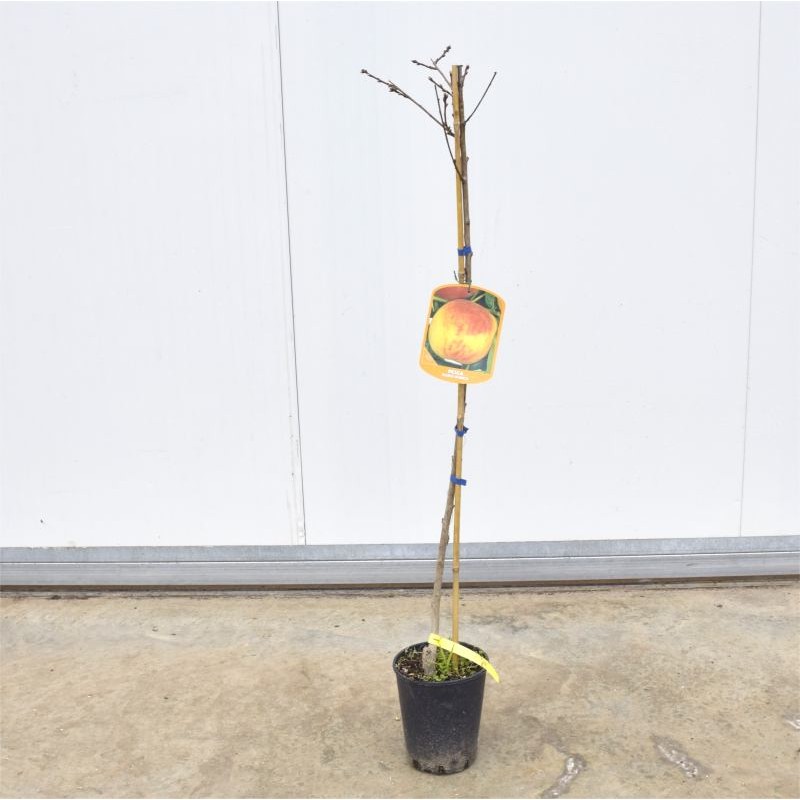 Sale Spring Crest Peach Tree - Fruit Trees Online |Mondo Piante