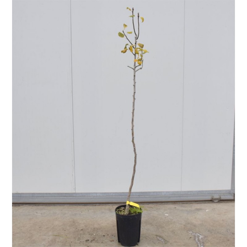 Vendita Albero Pero Williams-Alberi da Frutto Online |Mondo Piante